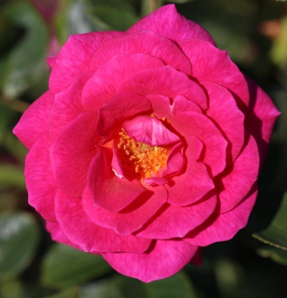 Gloriana Climbing Rose 4 Litre - Stewarts Garden Centre