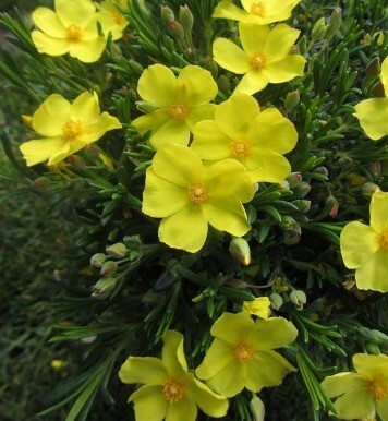 Halimium Libanotis 3 Litre - Stewarts Garden Centre