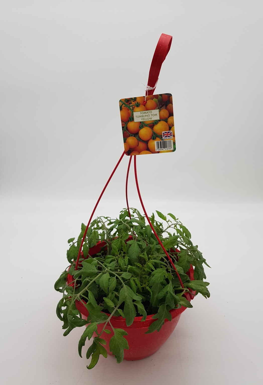 Hanging Basket Tomato Tumbling Tom Yellow 25cm - Stewarts Garden Centre