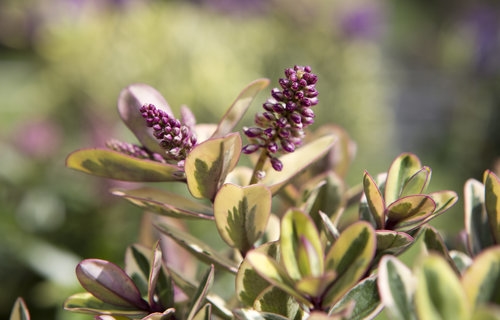 Hebe Addenda Classica Katrina 2 Litre - Stewarts Garden Centre