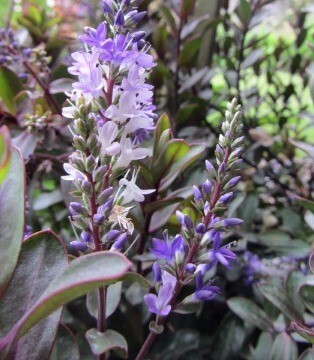 Hebe Burgundy Blush 2 Litre - Stewarts Garden Centre