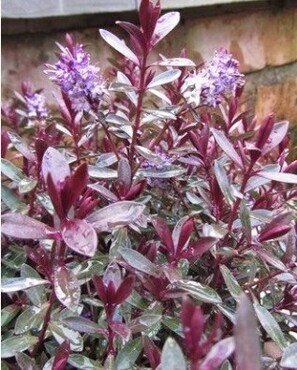 Hebe Caledonia 2 Litre - Stewarts Garden Centre