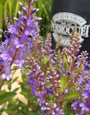 Hebe Ruby Port 2 Litre - Stewarts Garden Centre