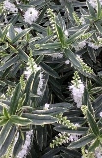 Hebe Starlight 2 Litre - Stewarts Garden Centre