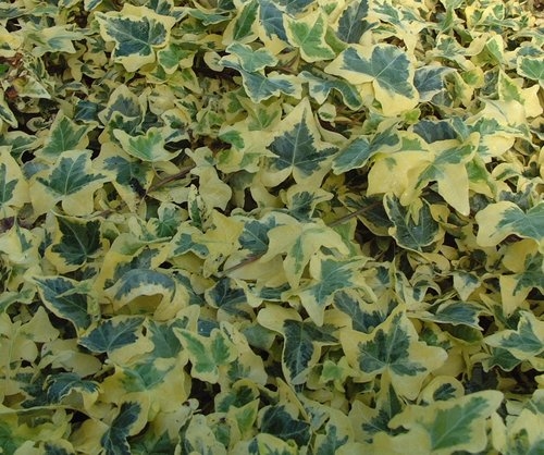 Hedera Helix Goldchild (Ivy) 3 Litre - Stewarts Garden Centre