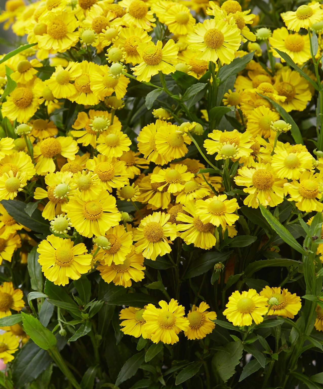 Helenium Lemon Sundae 3 Litre - Stewarts Garden Centre