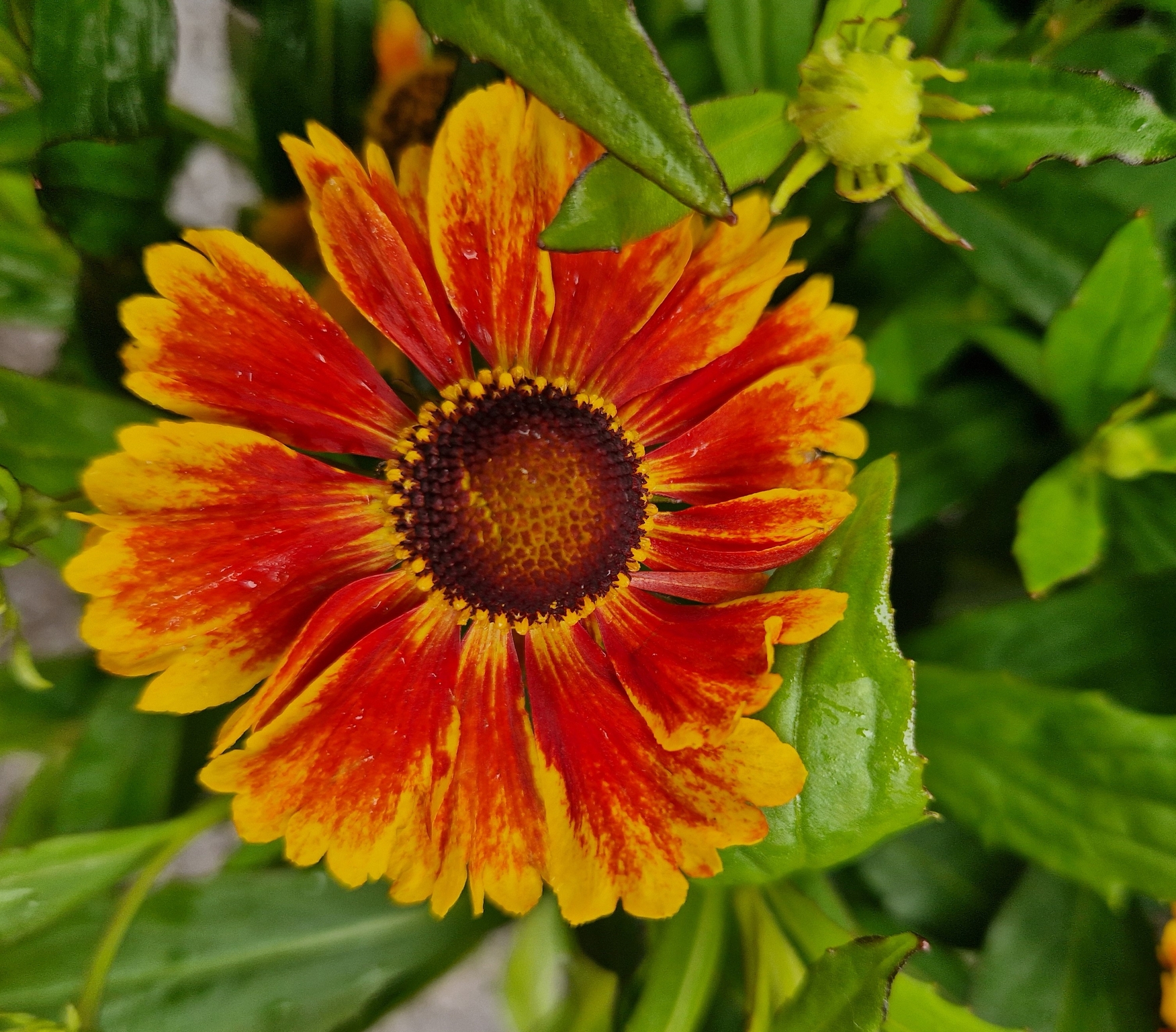 Helenium Peach Sundae 3 Litre - Stewarts Garden Centre