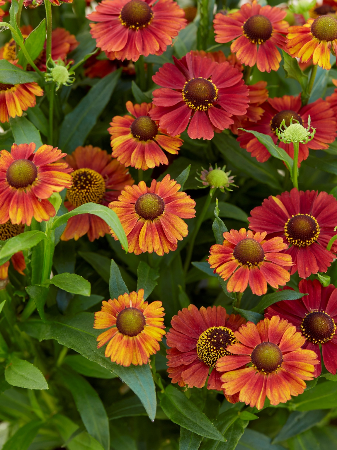 Helenium Strawberry Sundae 3 Litre - Stewarts Garden Centre