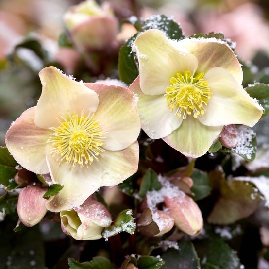 Hellebore Cinnamon Snow 2 Litre - Stewarts Garden Centre
