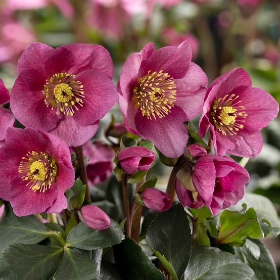 Hellebore Ice Breaker Ruby 2 Litre - Stewarts Garden Centre
