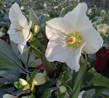 Perennials - Stewarts Garden Centre