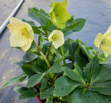 Perennials - Stewarts Garden Centre