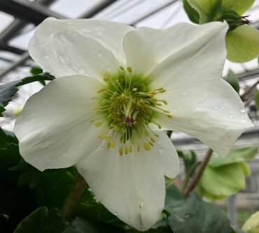 Perennials - Stewarts Garden Centre