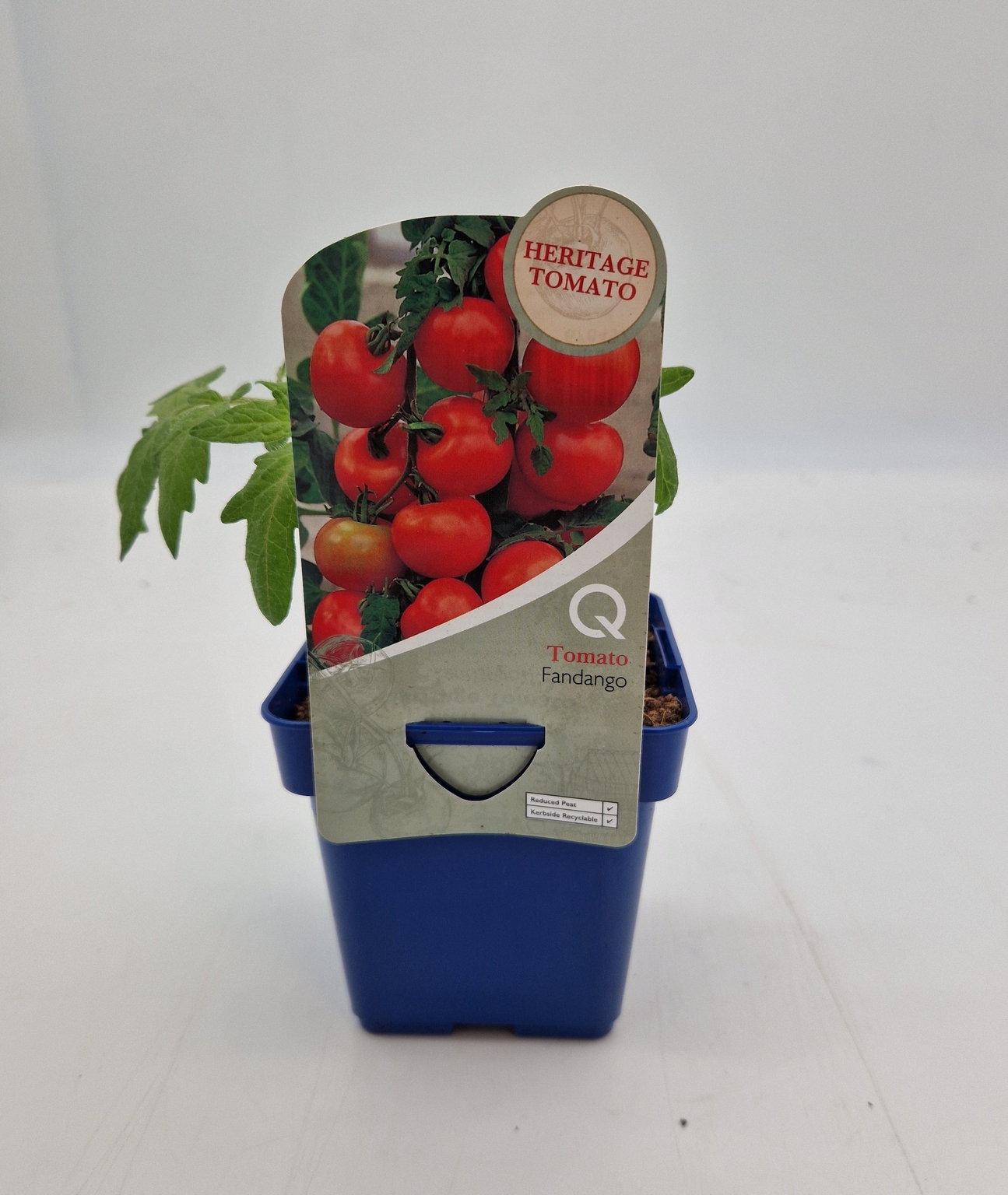 Heritage Tomato Fandango 10cm - Stewarts Garden Centre