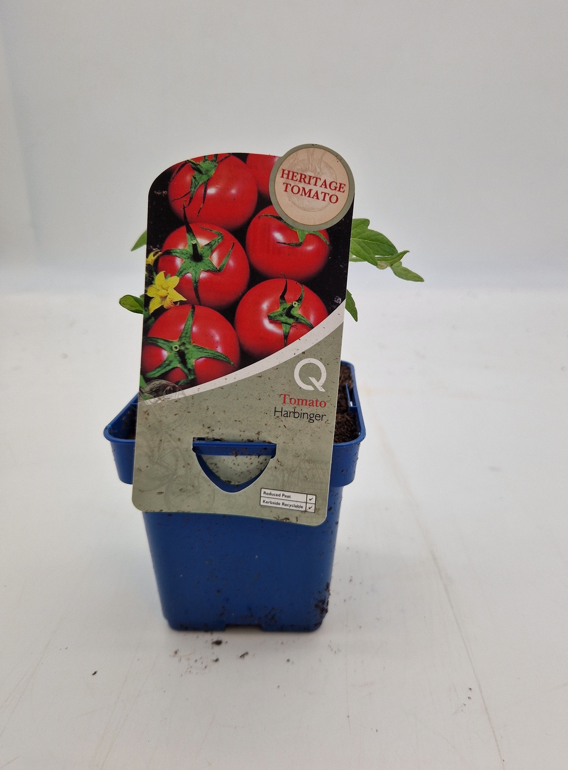 Heritage Tomato Harbinger 10cm - Stewarts Garden Centre