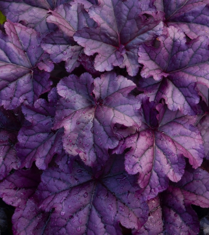 Heuchera Wildberry 3 litre - Stewarts Garden Centre