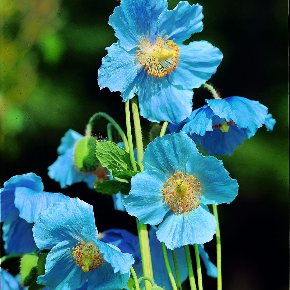 Himalayan Poppy Seeds (Lingholm) - Stewarts Garden Centre