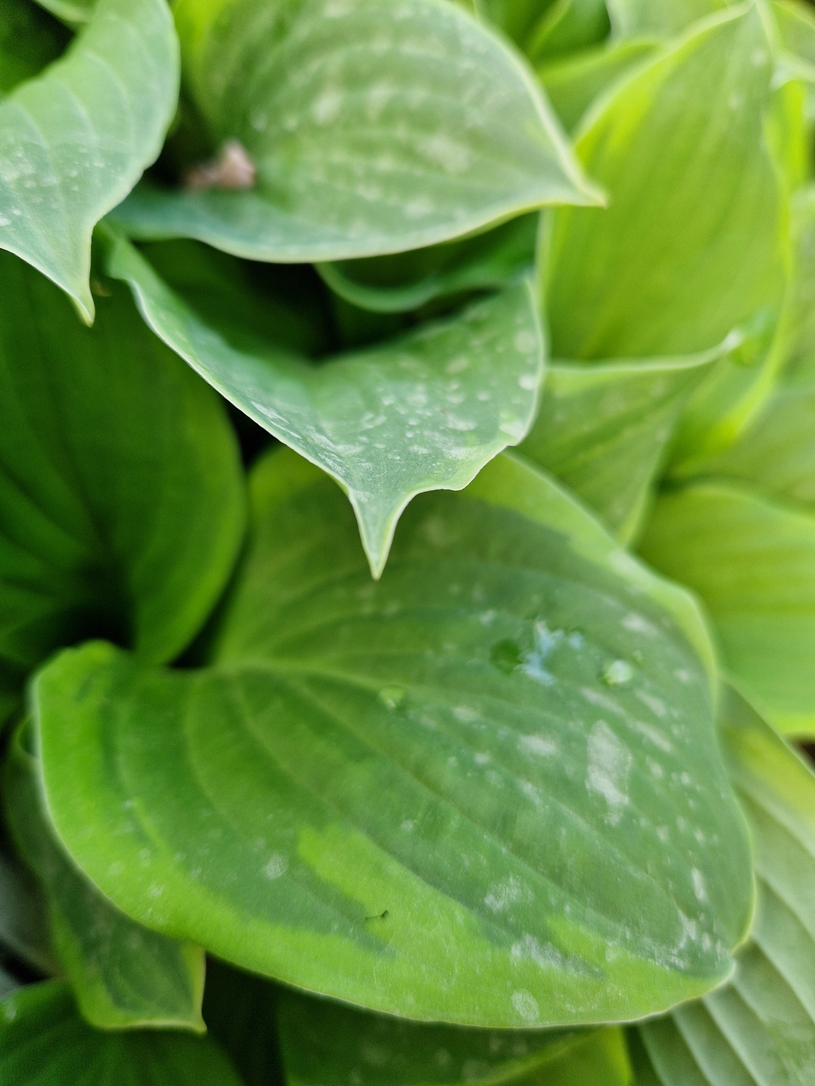 Hosta Abiqua Moonbeam 5 Litre - Stewarts Garden Centre