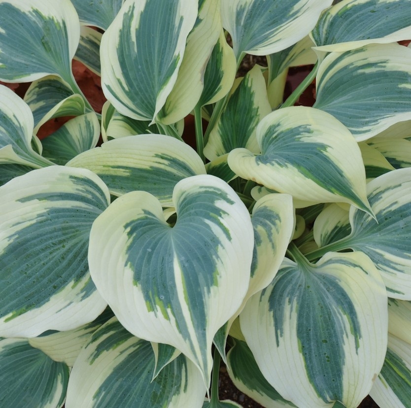 Hosta Blue Ivory 3 Litre - Stewarts Garden Centre