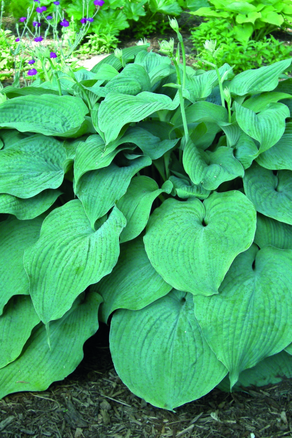 Hosta Blue Mammoth 3 Litre - Stewarts Garden Centre