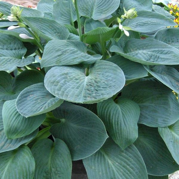 Hosta Bressingham Blue 5 Litre - Stewarts Garden Centre