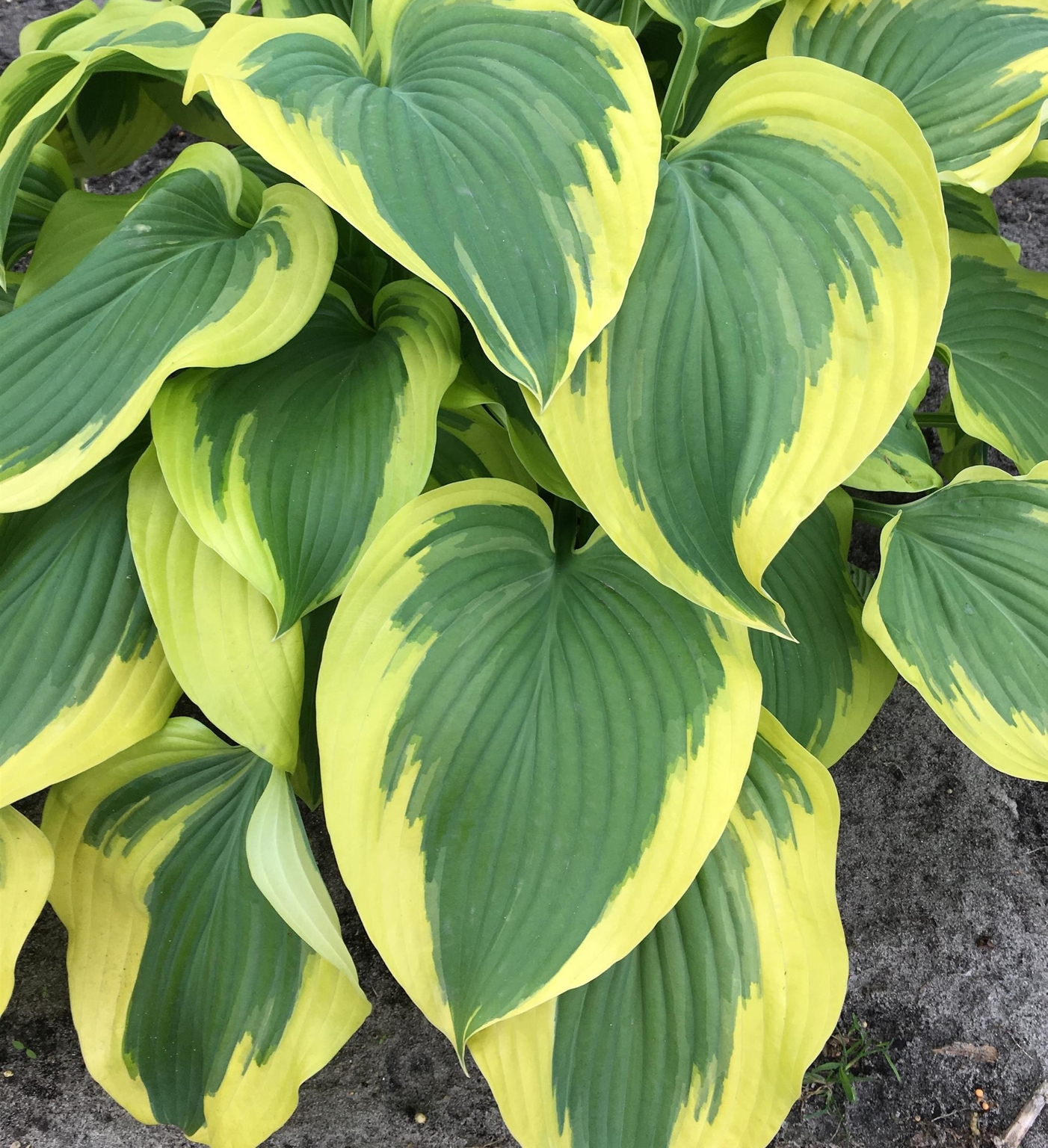 Hosta Broad Band 3 Litre - Stewarts Garden Centre