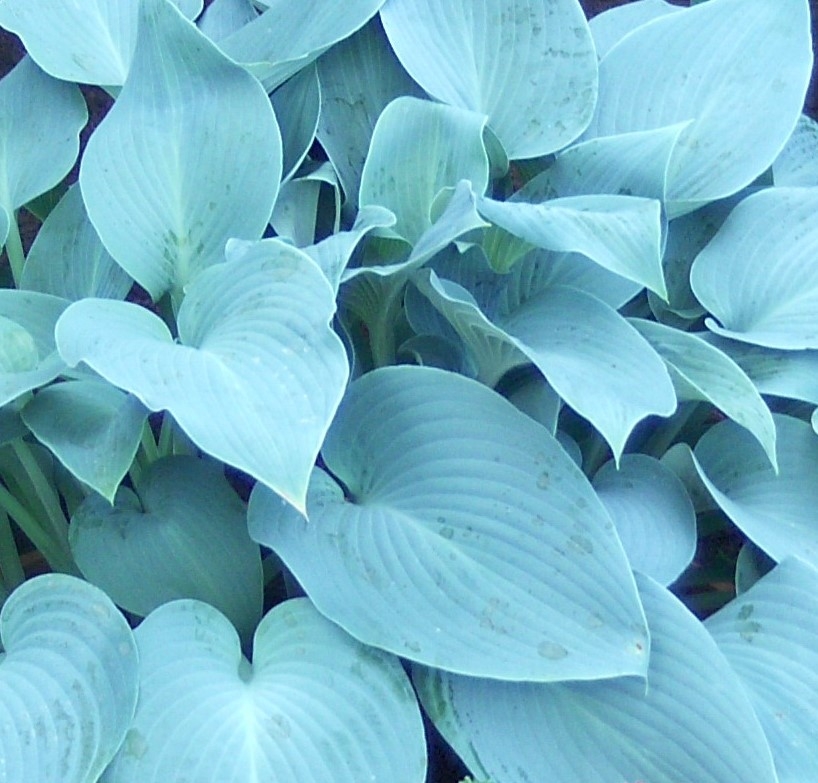 Hosta Canadian Blue 3 Litre - Stewarts Garden Centre