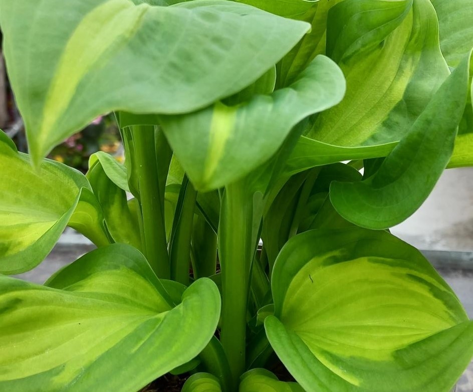 Hosta Emerald Charger 3 Litre - Stewarts Garden Centre