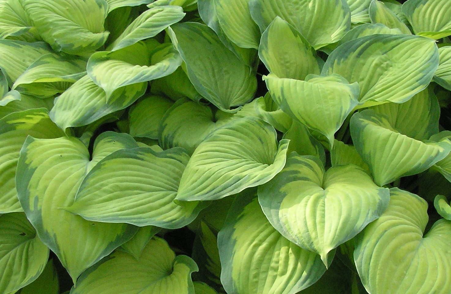 Hosta Guacamole 3 Litre - Stewarts Garden Centre