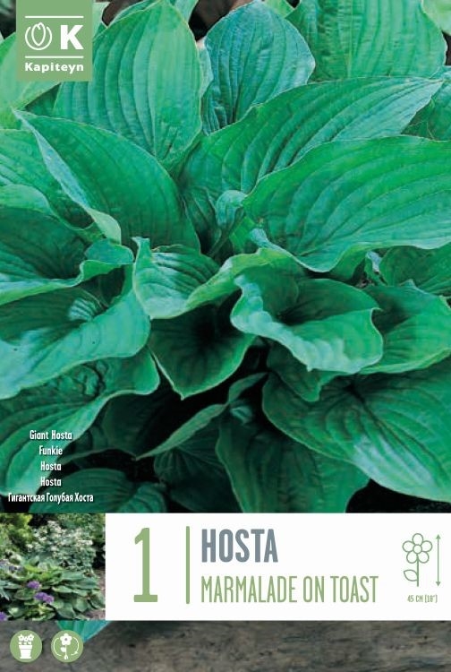 Hosta Marmalade On Toast - Stewarts Garden Centre
