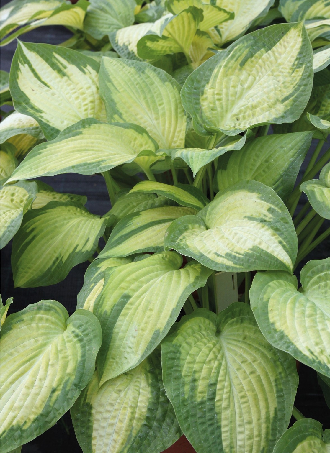 Hosta Pauls Glory 5 Litre - Stewarts Garden Centre