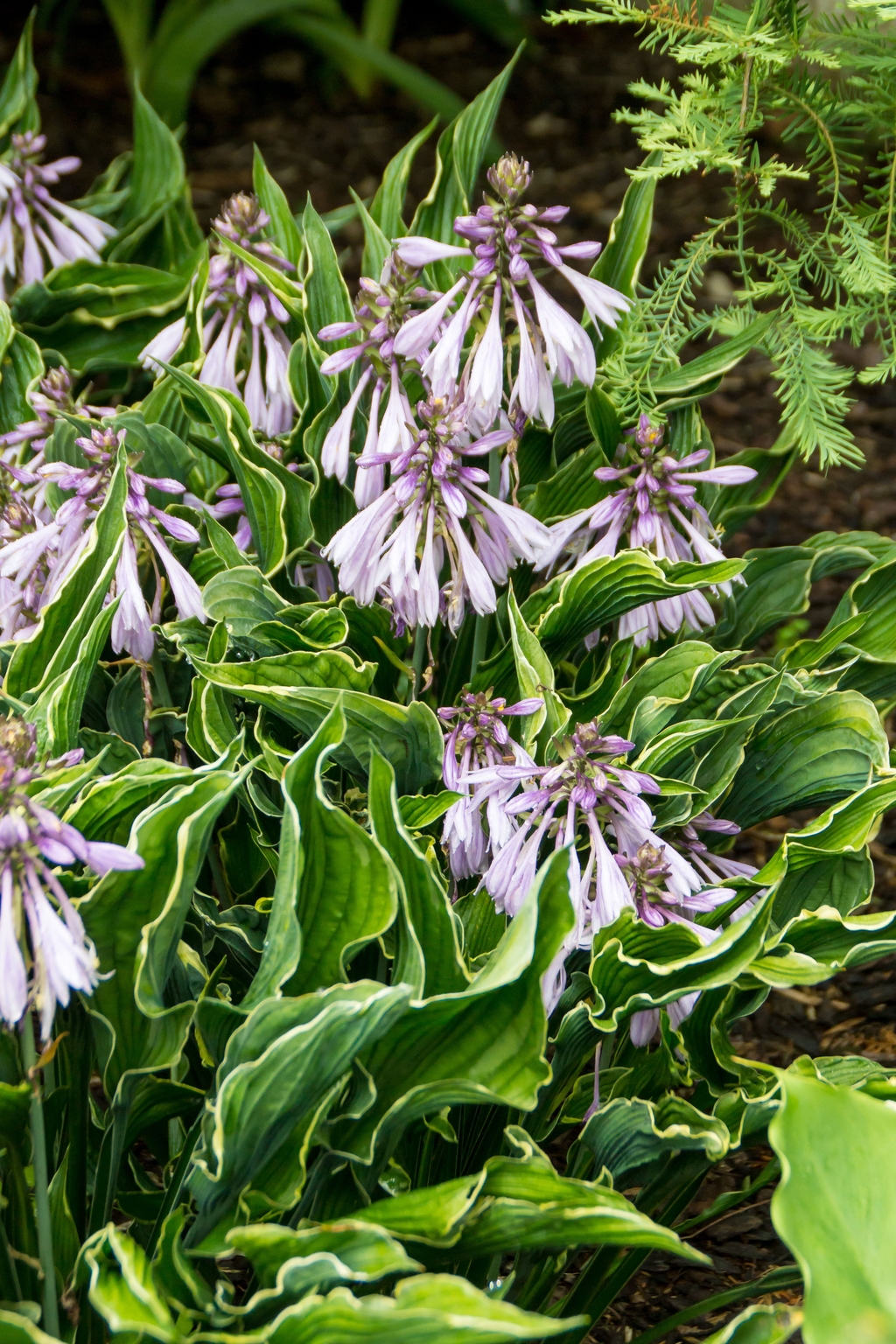 Hosta Praying Hands 2 Litre - Stewarts Garden Centre