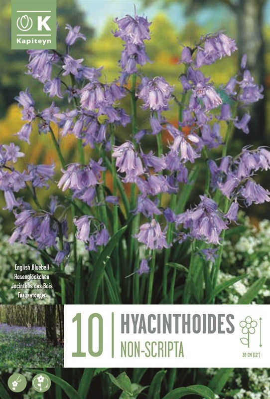 Hyacinthoides Non-Scripta (English Blue Bells) - Stewarts Garden Centre