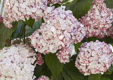 Hydrangeas - Stewarts Garden Centre