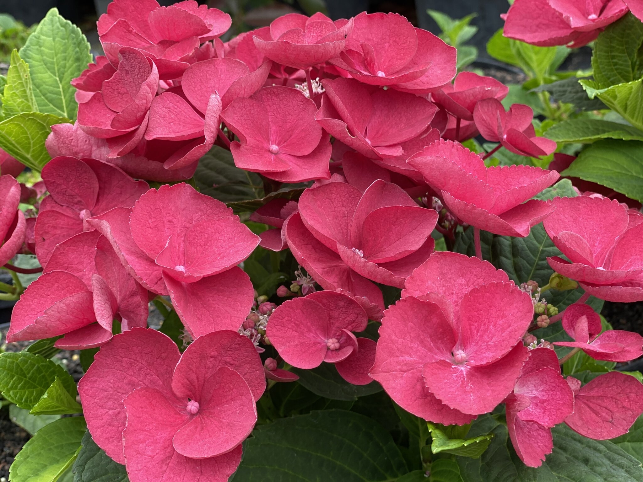 Hydrangea Cherry Explosion 5 Litre - Stewarts Garden Centre