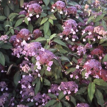 Hydrangea Hot Chocolate 3 Litre - Stewarts Garden Centre
