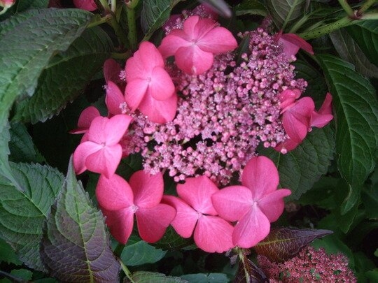 Hydrangea macrophylla Selina 3 Litre - Stewarts Garden Centre