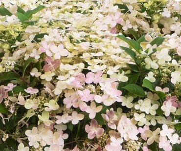 Hydrangea Ophelia Switch Bush 3 Litre - Stewarts Garden Centre