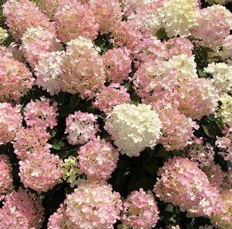 Hydrangea Paniculata Firelight 3 Litre - Stewarts Garden Centre