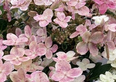 Hydrangea paniculata Polestar 3 Litre - Stewarts Garden Centre