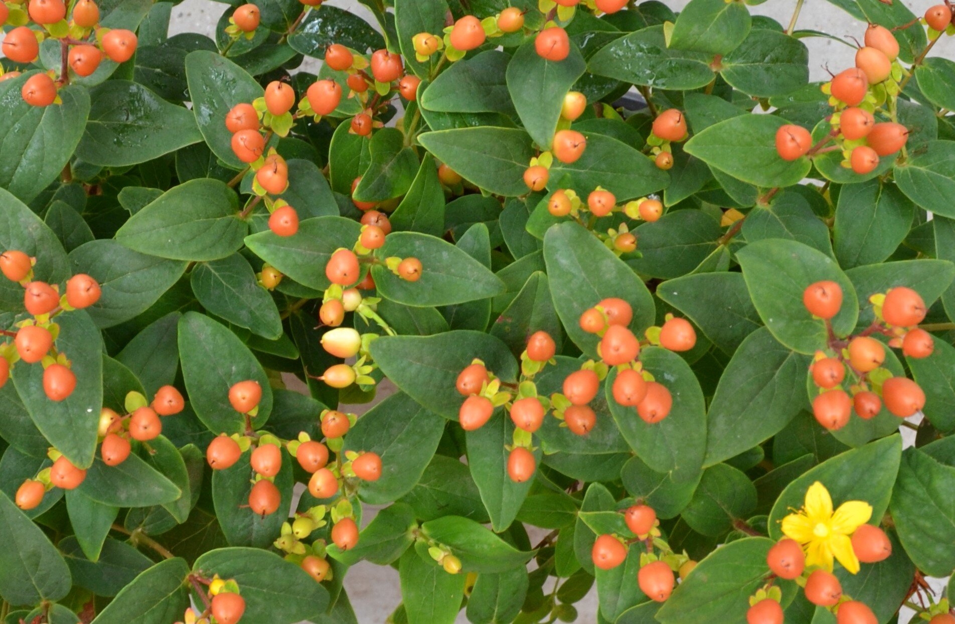 Hypericum Berry Orange 3 Litre - Stewarts Garden Centre