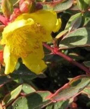 Hypericum Moseranum Tricolour 3 Litre Stewarts Garden Centre