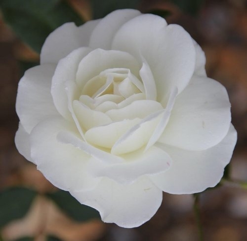 Iceberg Climbing Rose 4 Litre - Stewarts Garden Centre