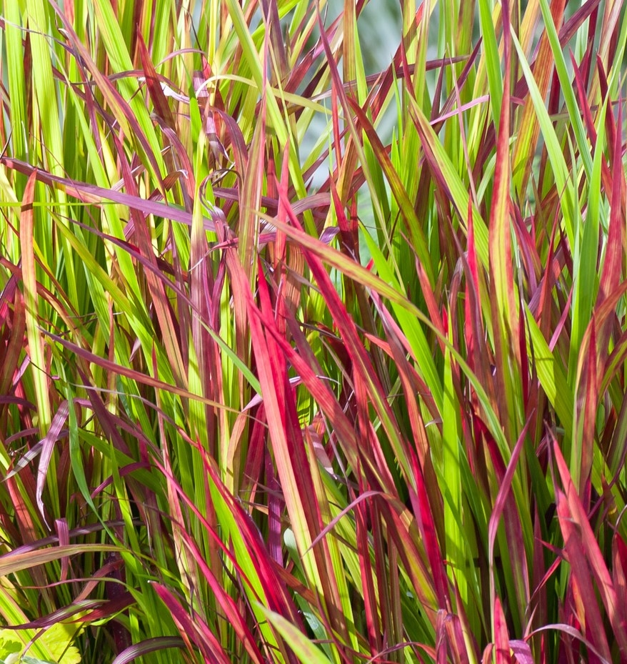 Imperata Red Baron 2 litre - Stewarts Garden Centre
