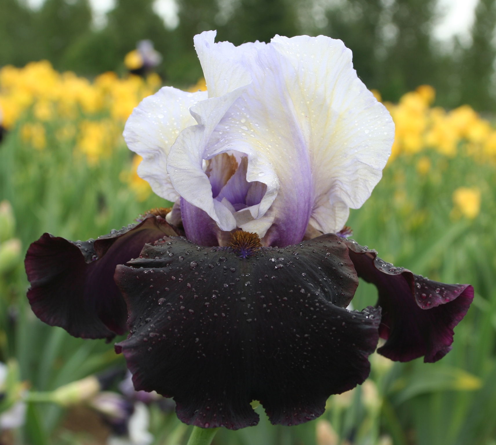 Iris germanica 'Domino Noir' 3 Litre - Stewarts Garden Centre
