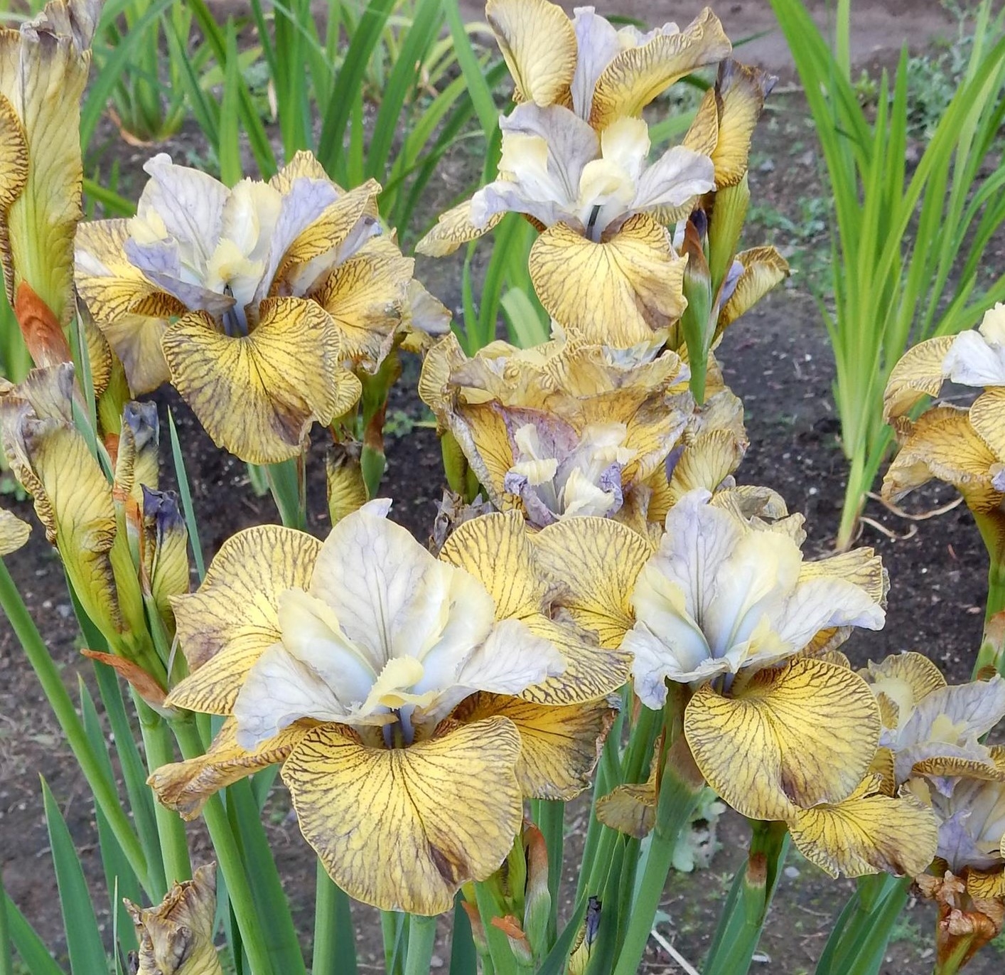 Iris 'So Van Gogh' 3 Litre - Stewarts Garden Centre