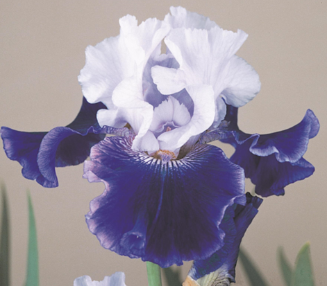 Iris 'World Premier' 3 Litre - Stewarts Garden Centre