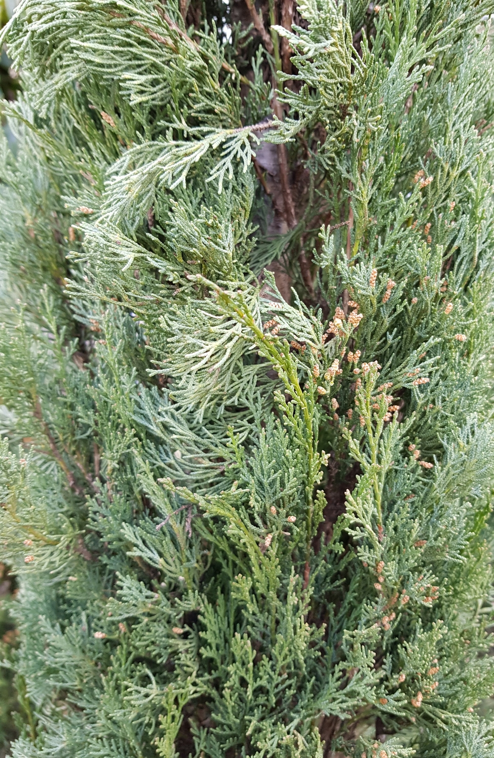 Italian Cypress (Cupressus sempervirens) 20L - Stewarts Garden Centre