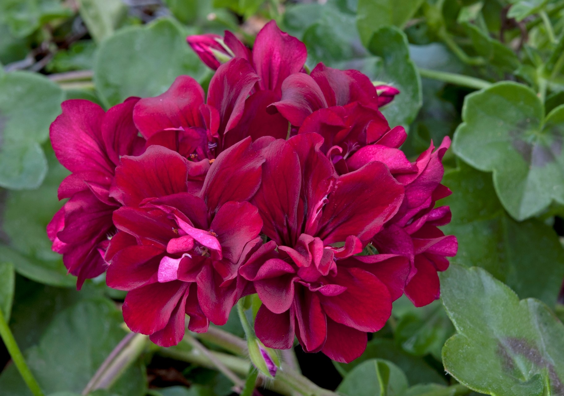 Ivy Geranium Precision Burgundy Red Premium Plug - Stewarts Garden Centre