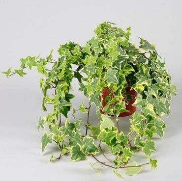 Ivy (Hedera) Golden Child 13cm - Stewarts Garden Centre